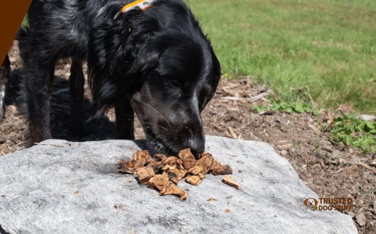 12 Best Collagen Supplements For Dogs In 2026 - TrustedDogStuff