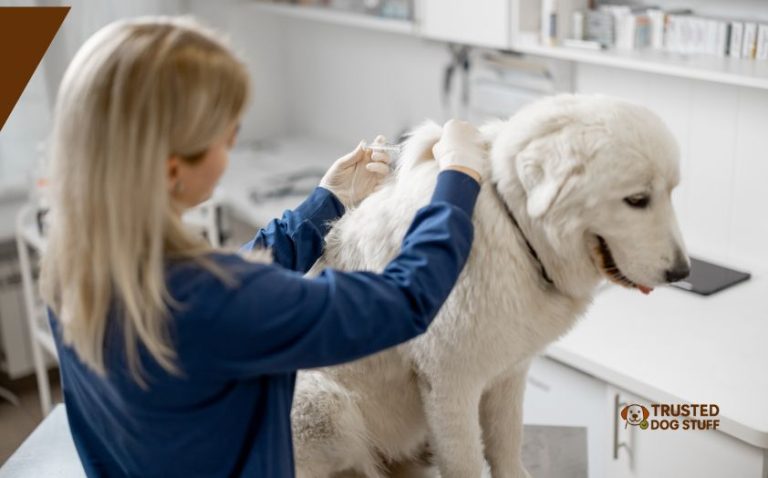 What Is Dhlppc Vaccine For Dogs? Essential Guide - TrustedDogStuff