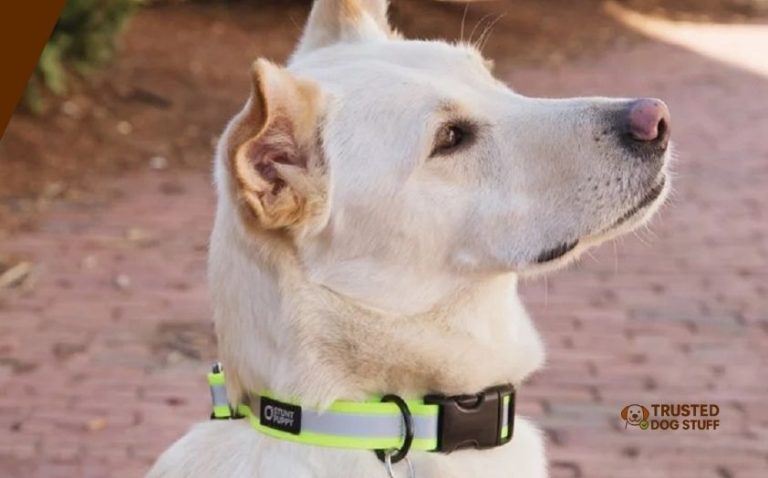 Top 10 Best Collars For Reactive Dogs (2026), Tested and Reviewed ...