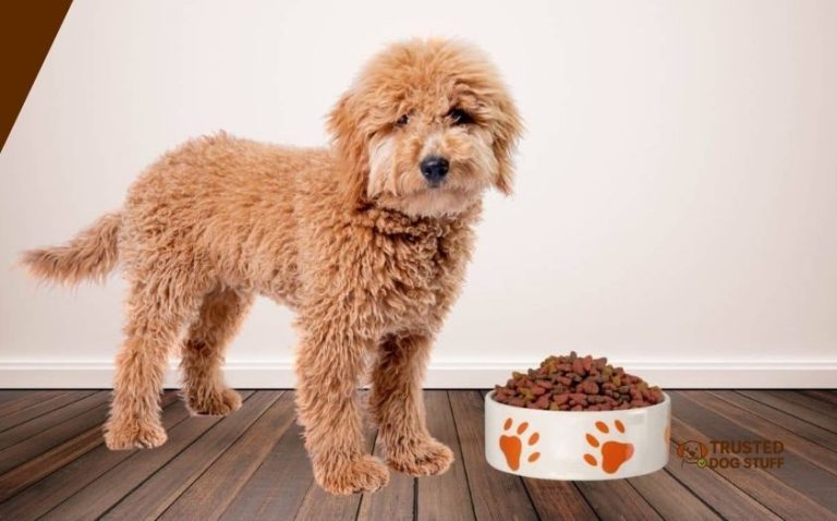 Our 10 Best Dry Dog Foods For Doodles Of 2026 - TrustedDogStuff