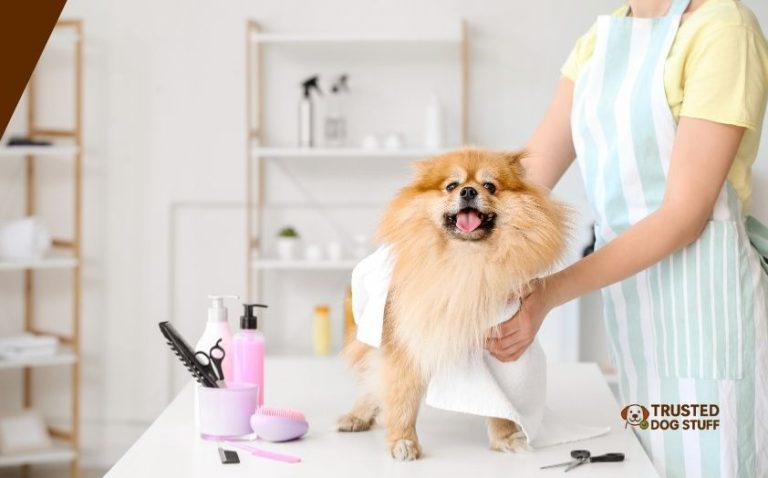 Our 9 Best Wipes For Female Dog Private Parts In 2026 - TrustedDogStuff