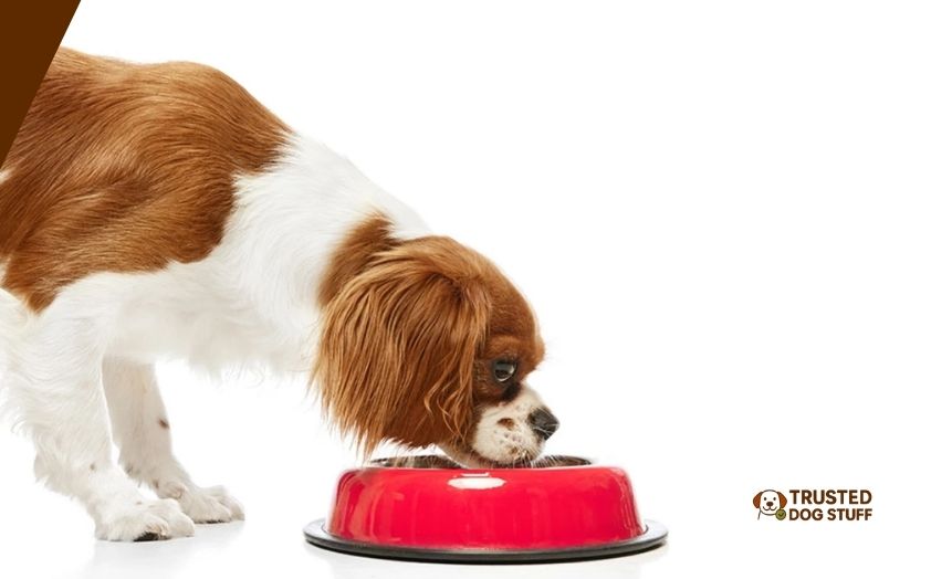Our 8 Best Dog Food Bowls For Cavalier King Charles Of 2026, Tested by ...