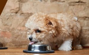 Top 10 Best Dog Foods For Picky Maltipoo 2026: Top Picks - TrustedDogStuff