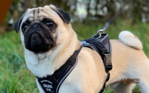 Top 11 Best Dog Harnesses For Pugs In 2026 – Reviews And Guide ...