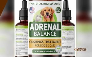 Our 9 Best Wet Dog Foods For Cushing's Disease 2026: Top Picks ...